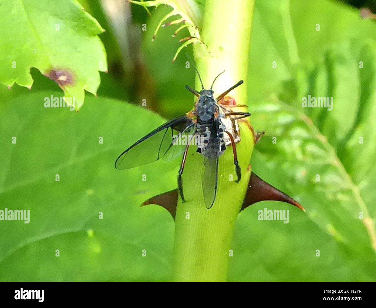 Giant Bark Aphid (Longistigma caryae) Insecta Stock Photo - Alamy
