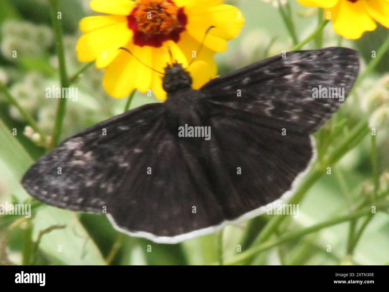 Funereal Duskywing (Erynnis funeralis) Insecta Stock Photo - Alamy