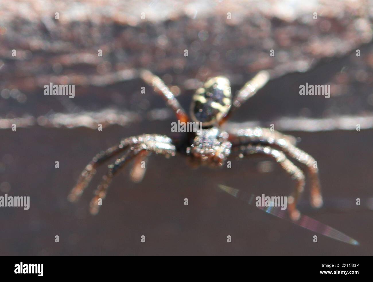 Napoleon Spider (Synema globosum) Arachnida Stock Photo - Alamy