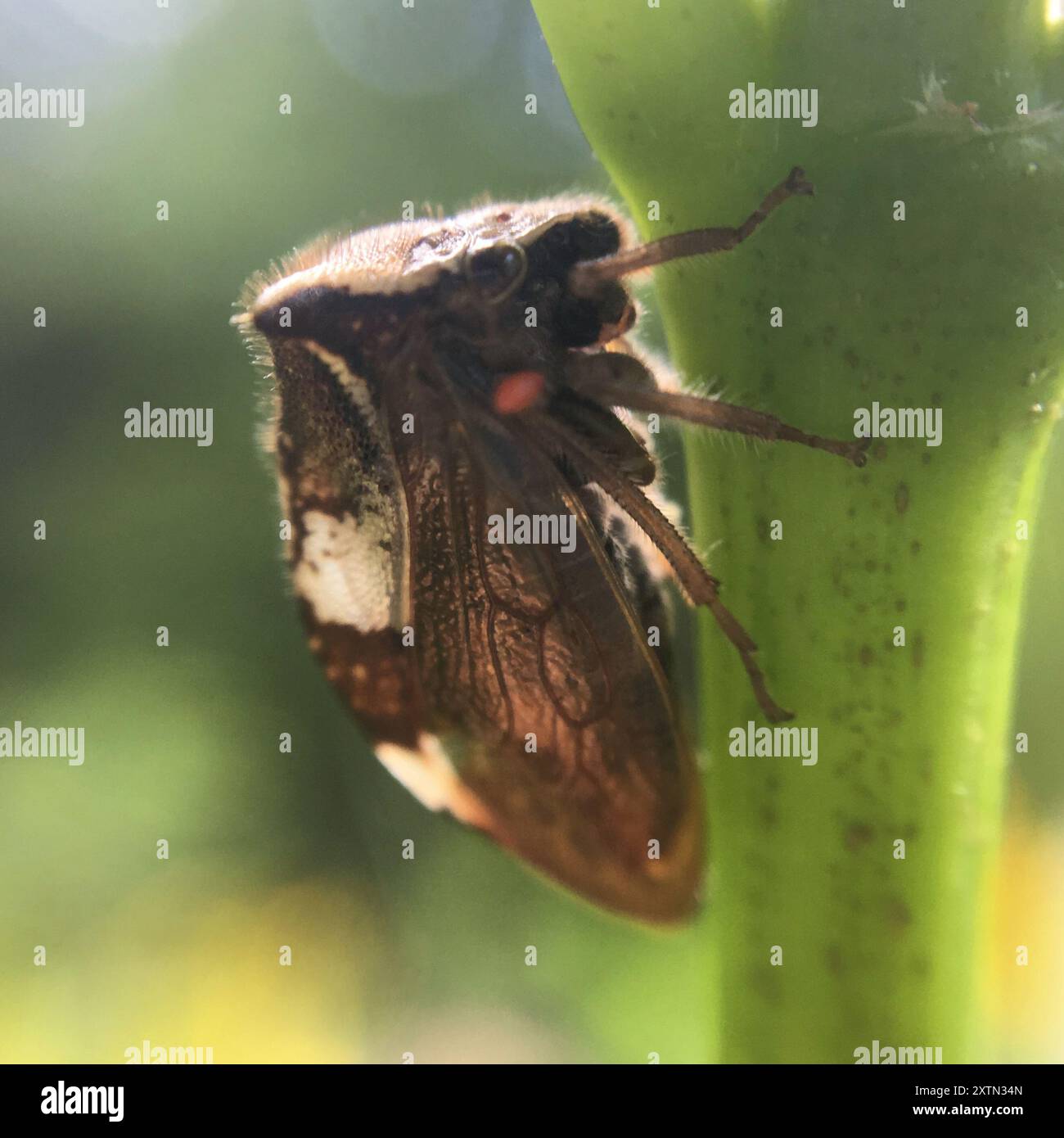 Two-horned Treehopper (Stictocephala diceros) Insecta Stock Photo - Alamy