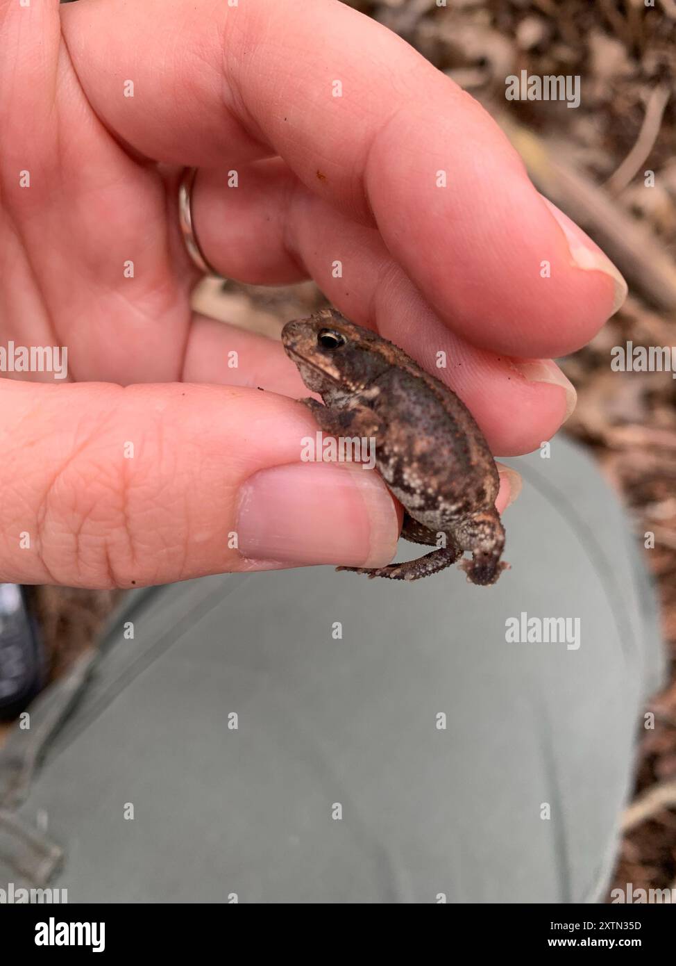 Gulf Coast Toad (Incilius nebulifer) Amphibia Stock Photo - Alamy