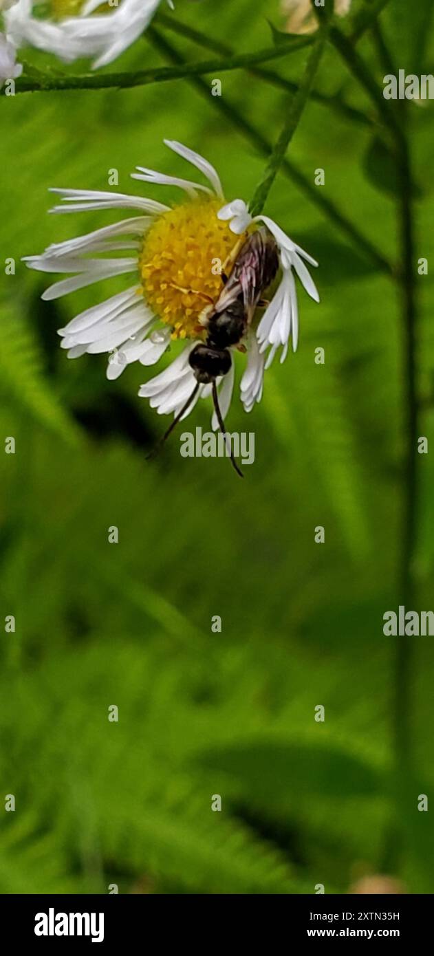 Confusing Furrow Bee (Halictus confusus) Insecta Stock Photo - Alamy