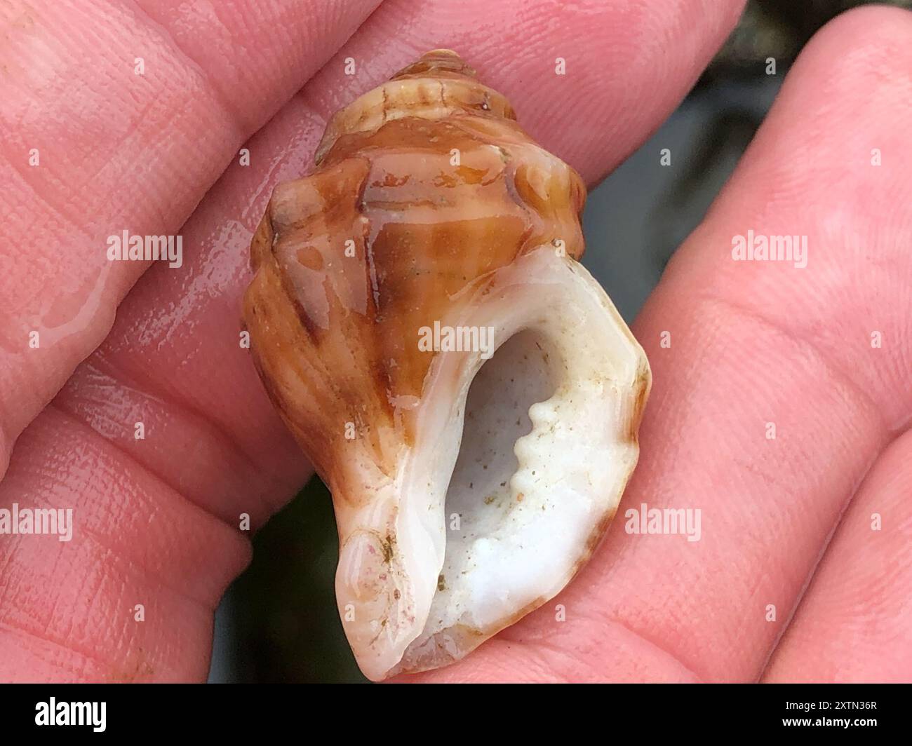 Frilled Dogwinkle (Nucella lamellosa) Mollusca Stock Photo - Alamy