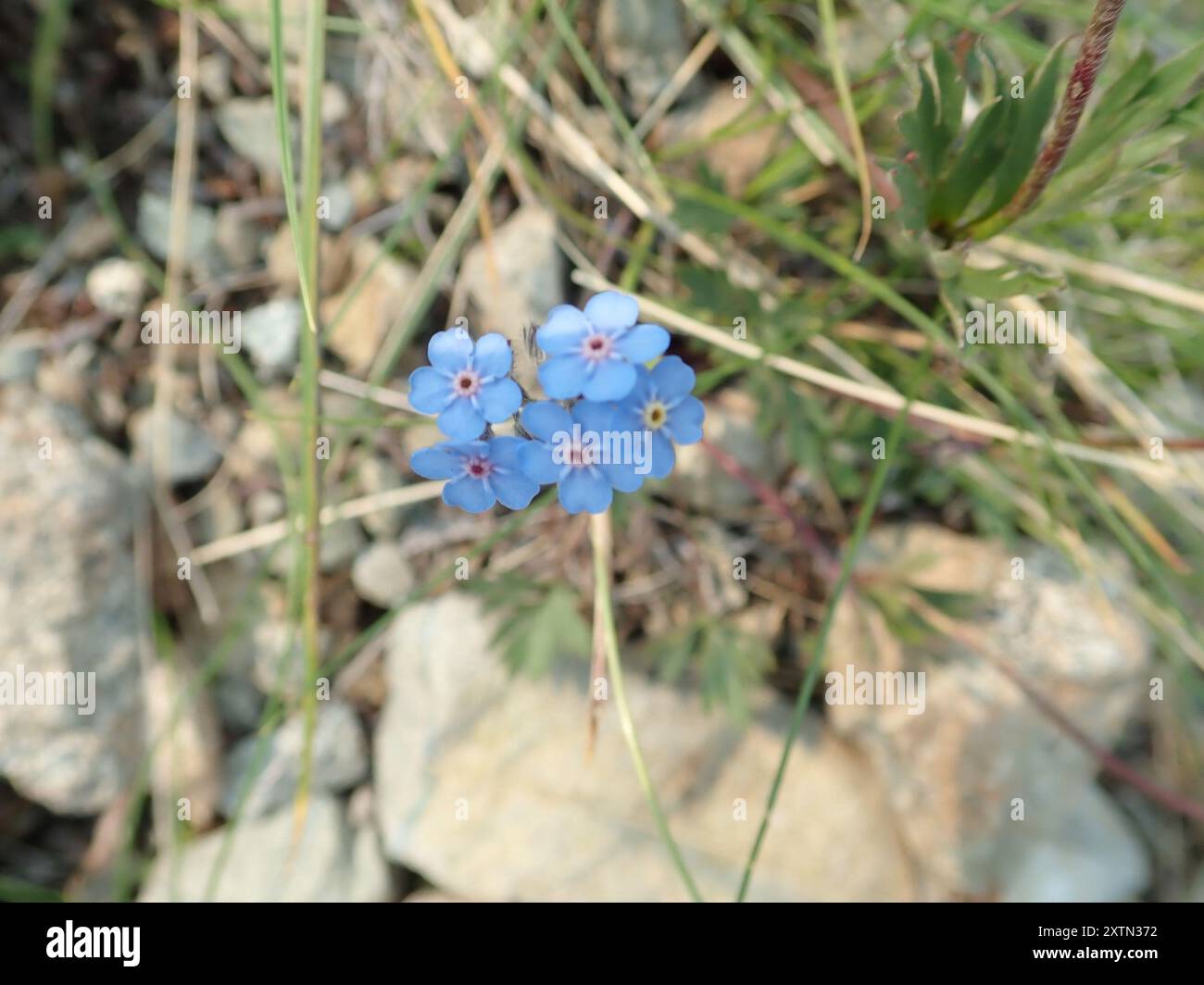 mountain forget-me-not (Myosotis asiatica) Plantae Stock Photo - Alamy