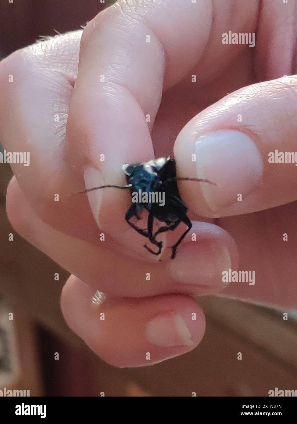 (Dicaelus dilatatus) Insecta Stock Photo - Alamy