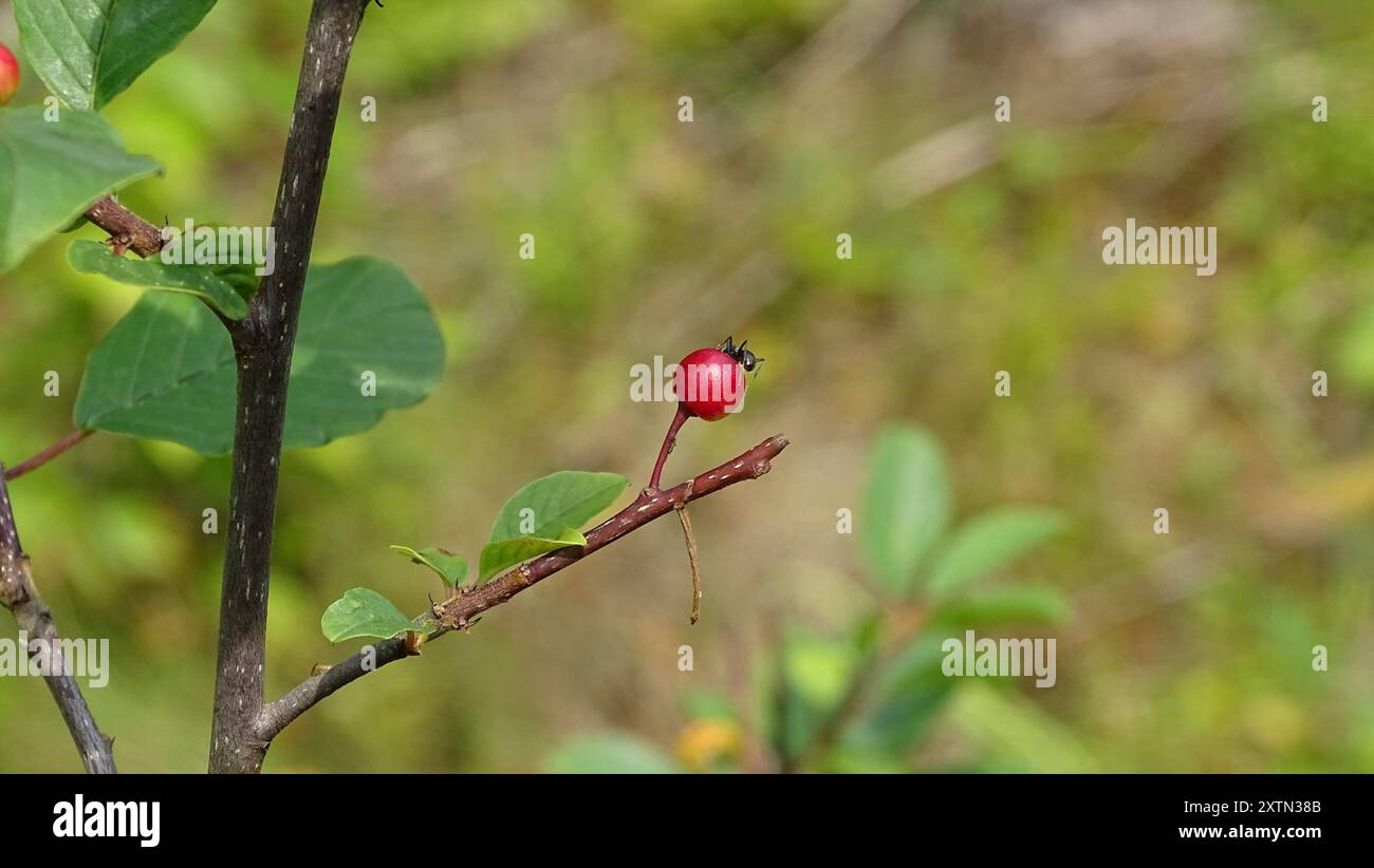 alder buckthorn (Frangula alnus) Plantae Stock Photo - Alamy