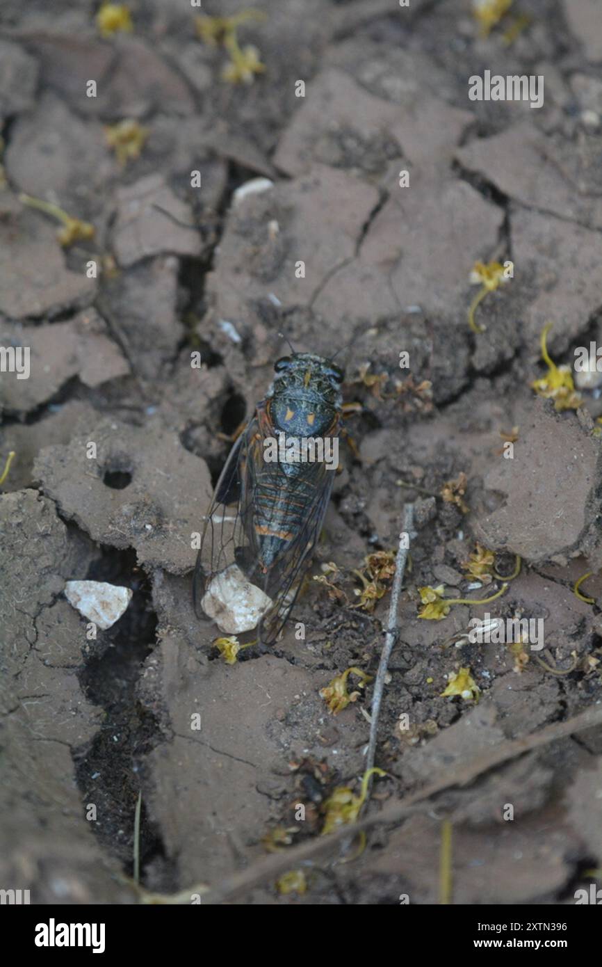 Largeclasper Cicadas (Cicadettinae) Insecta Stock Photo - Alamy