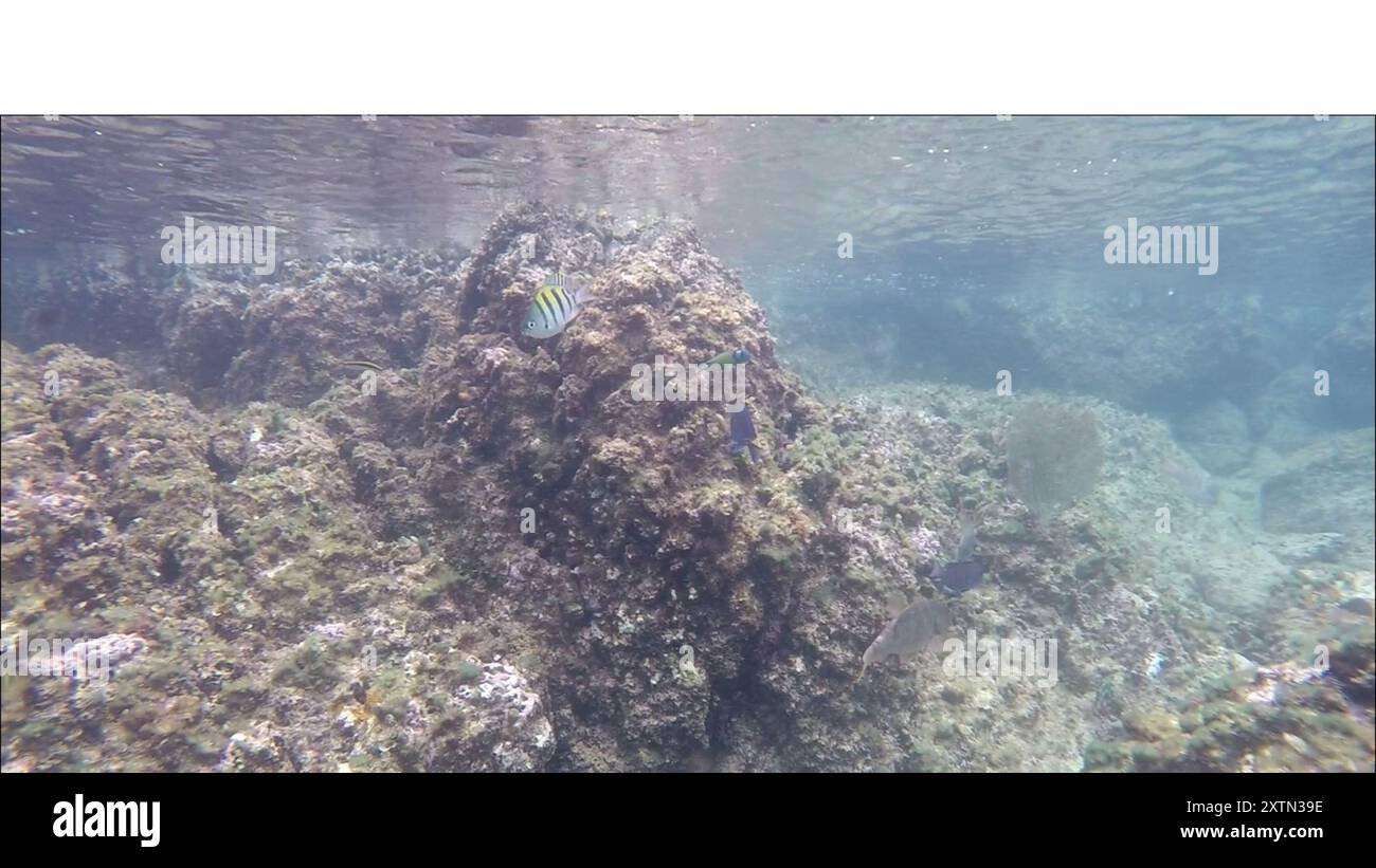 Atlantic Sergeant Major (Abudefduf saxatilis) Actinopterygii Stock ...