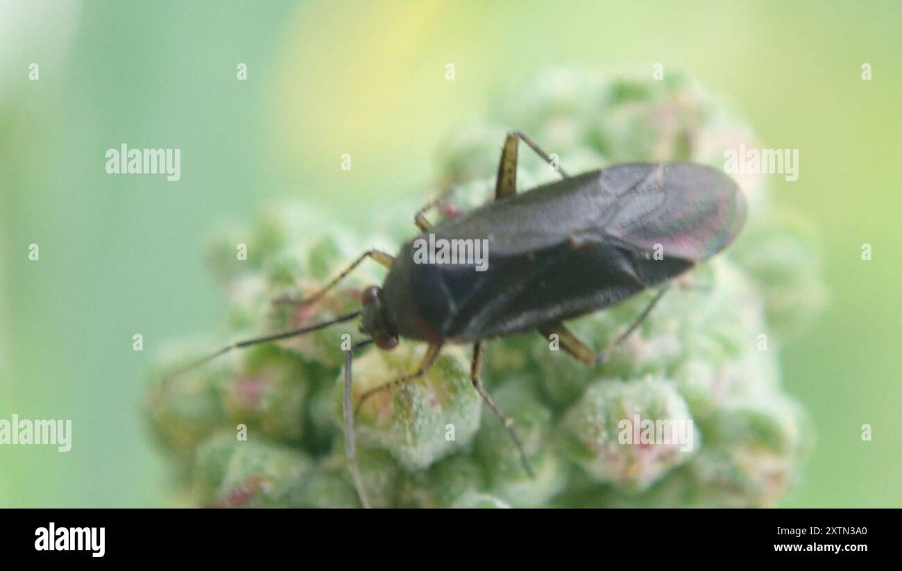 Common Nettle Flower Bug (Plagiognathus arbustorum) Insecta Stock Photo ...