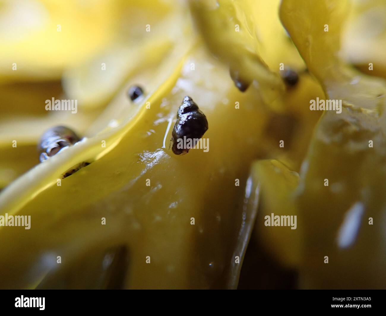 Littorina scutulata hi-res stock photography and images - Alamy