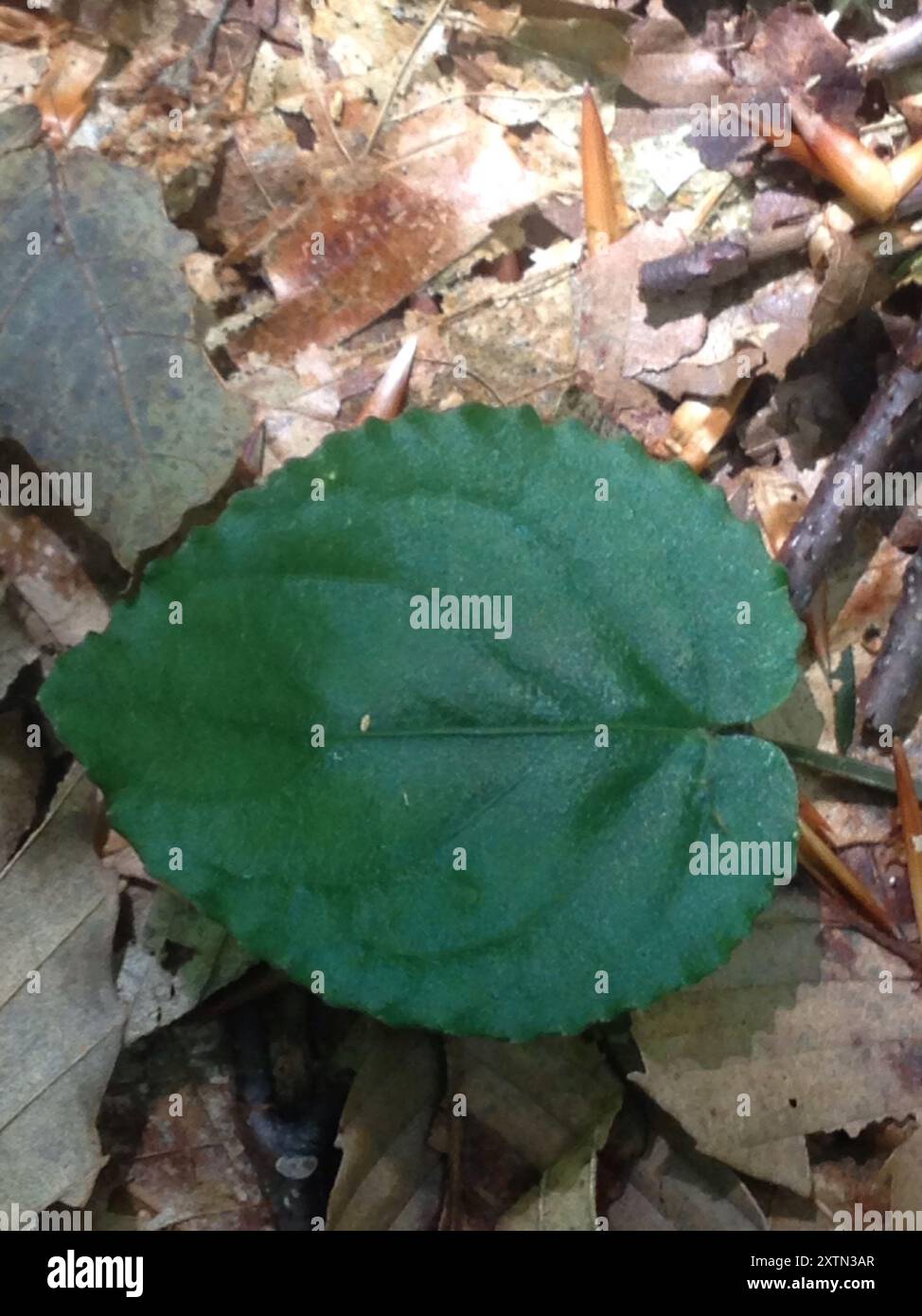 Round-leaved Violet (Viola rotundifolia) Plantae Stock Photo - Alamy