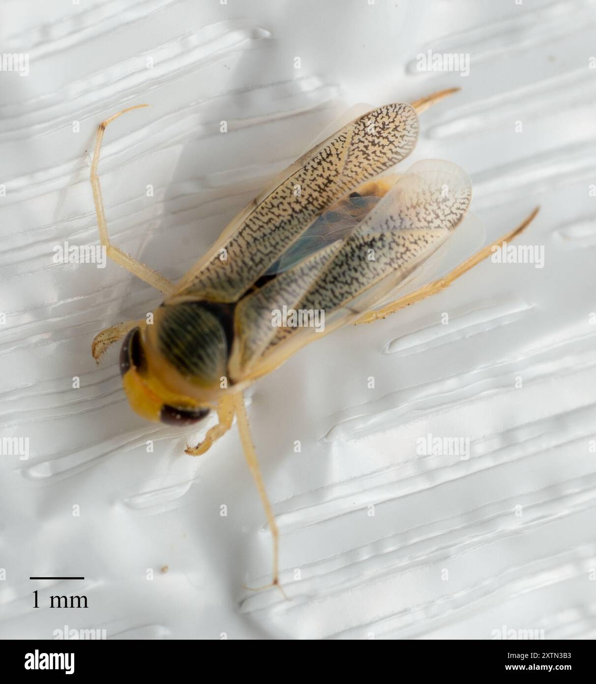Water Boatmen (Corixidae) Insecta Stock Photo - Alamy