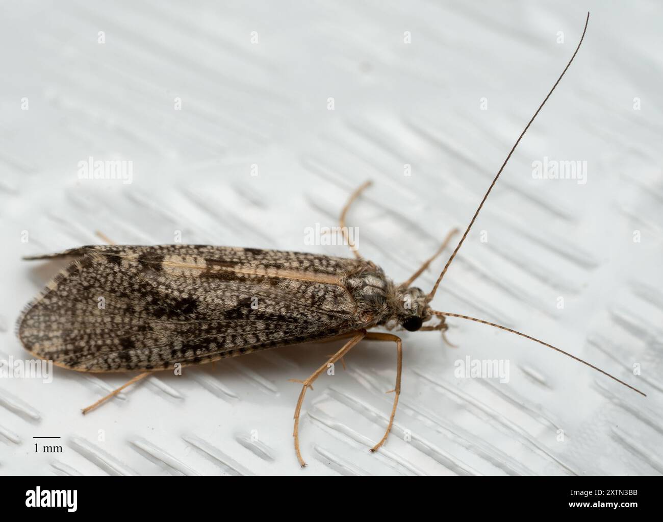 Net-spinning Caddisflies (Hydropsychidae) Insecta Stock Photo - Alamy