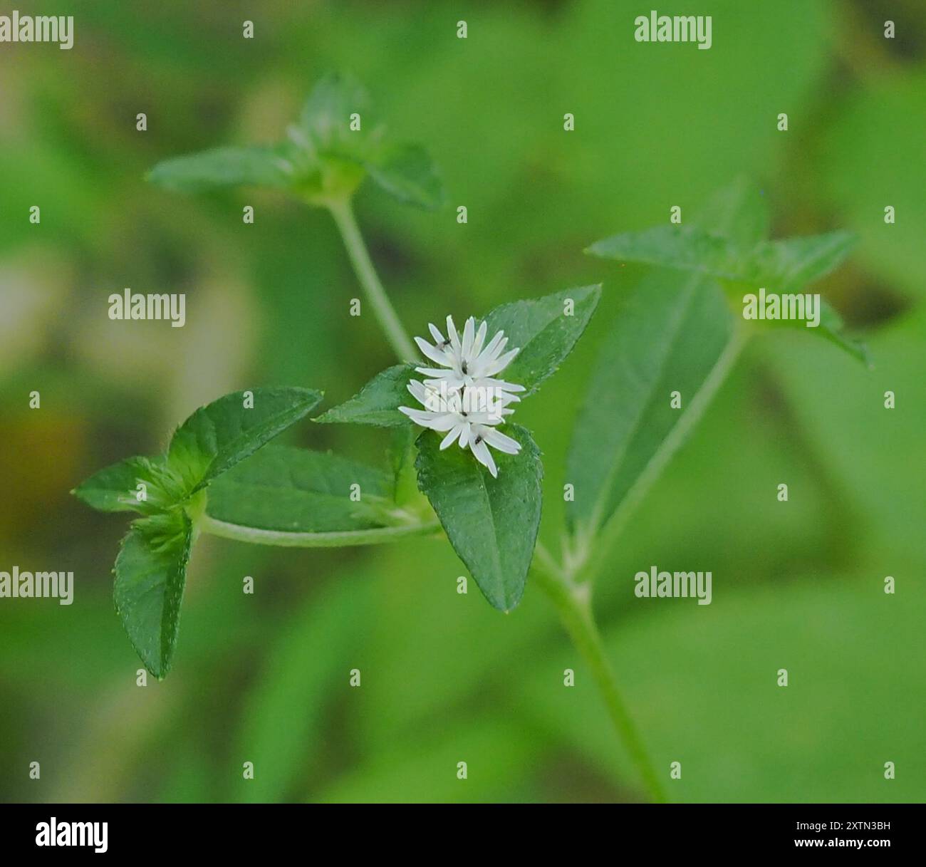 leafy elephant's-foot (Elephantopus carolinianus) Plantae Stock Photo ...