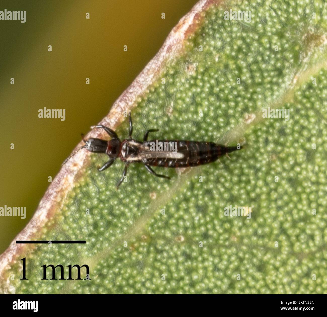 Tube-tailed Thrips (Phlaeothripidae) Insecta Stock Photo - Alamy