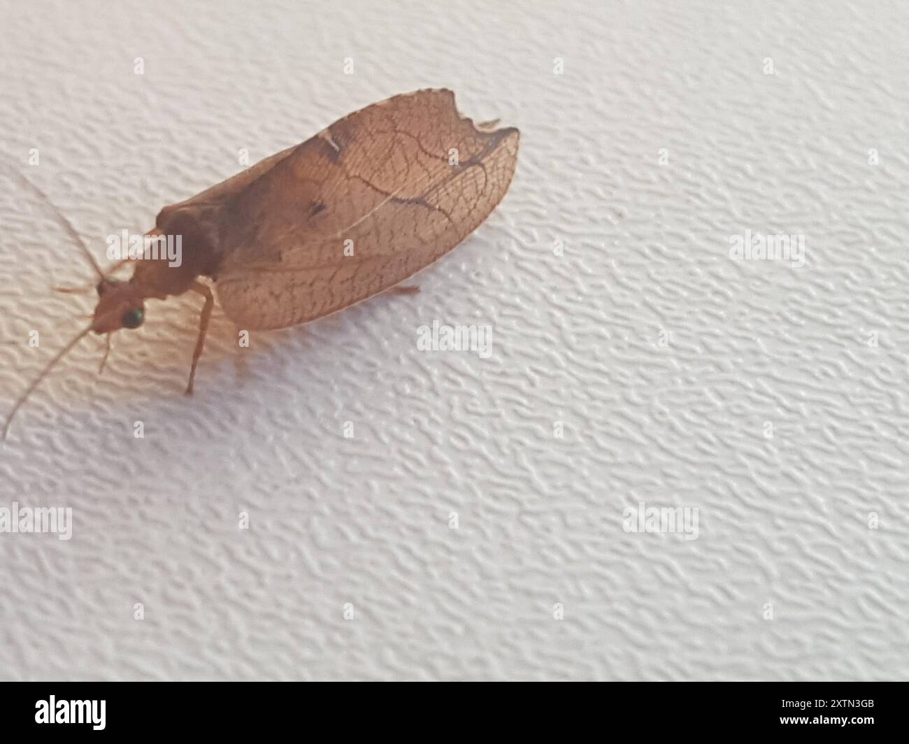 Hook winged lacewing hi-res stock photography and images - Alamy