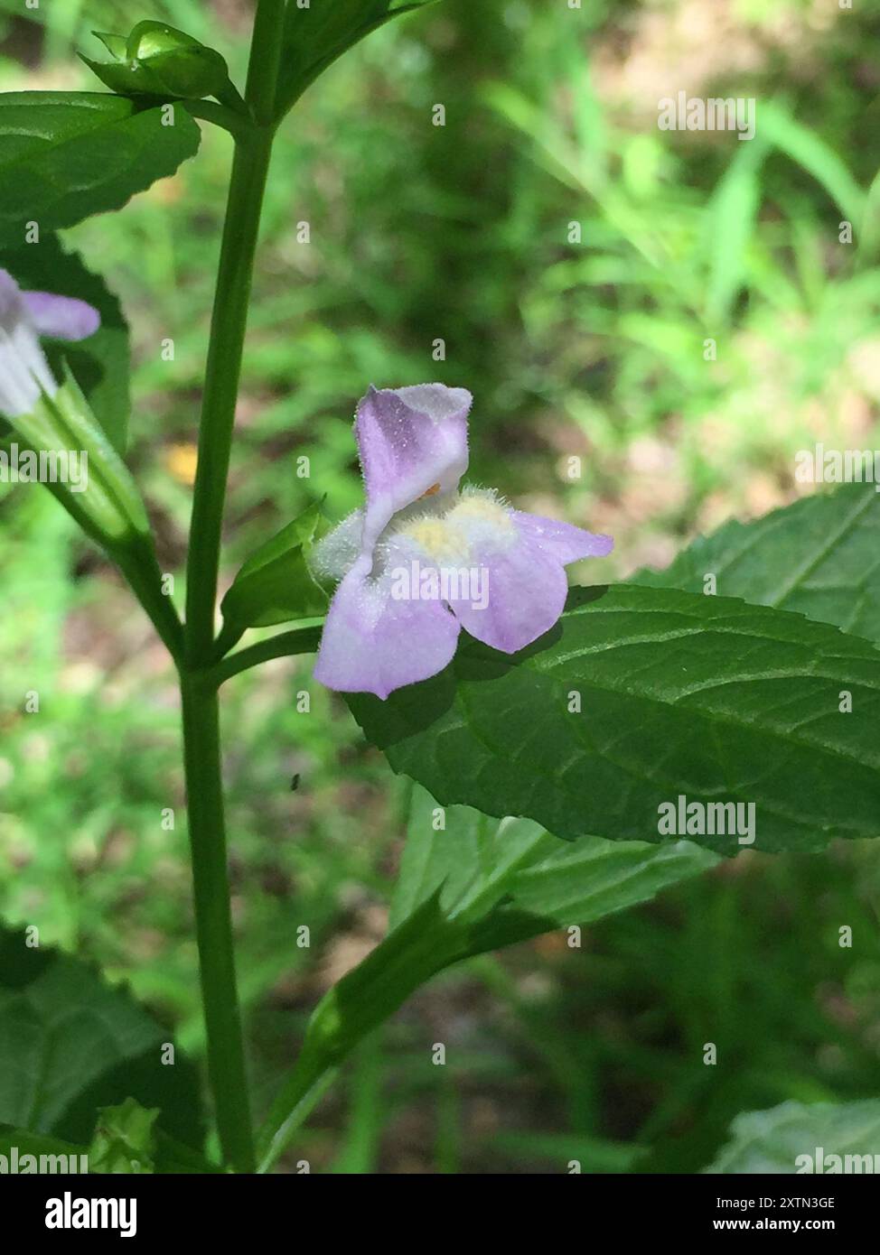 sharpwing monkeyflower (Mimulus alatus) Plantae Stock Photo - Alamy