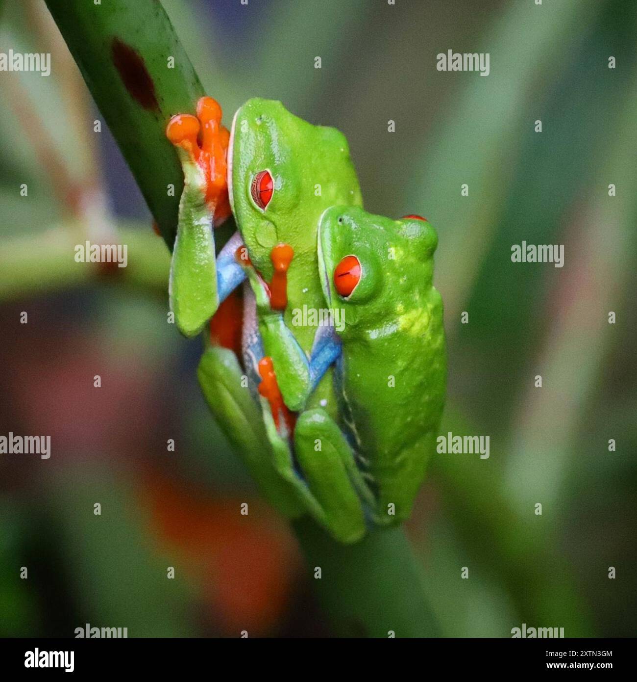 Red-eyed Tree Frog (Agalychnis callidryas) Amphibia Stock Photo - Alamy