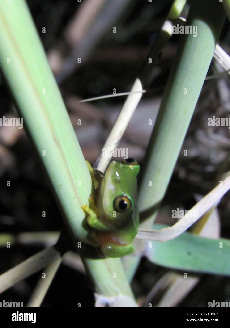Tinker Reed Frog (Hyperolius tuberilinguis) Amphibia Stock Photo - Alamy