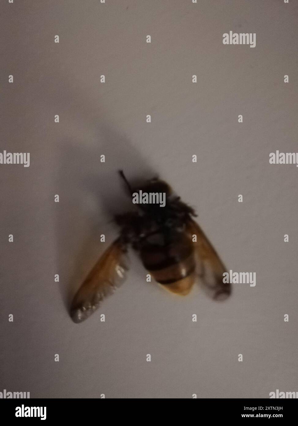 Hornet Mimic Hover Fly (Volucella zonaria) Insecta Stock Photo - Alamy