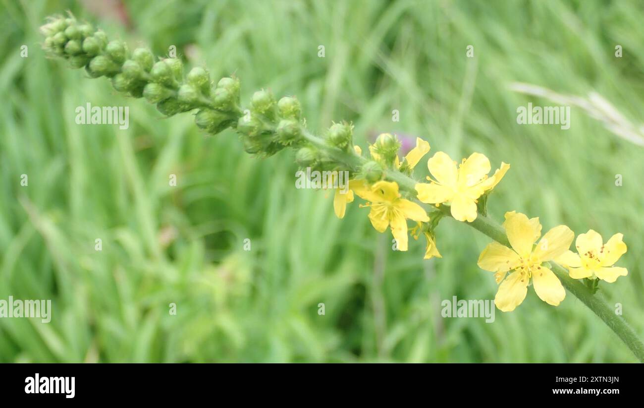 common agrimony (Agrimonia eupatoria) Plantae Stock Photo - Alamy