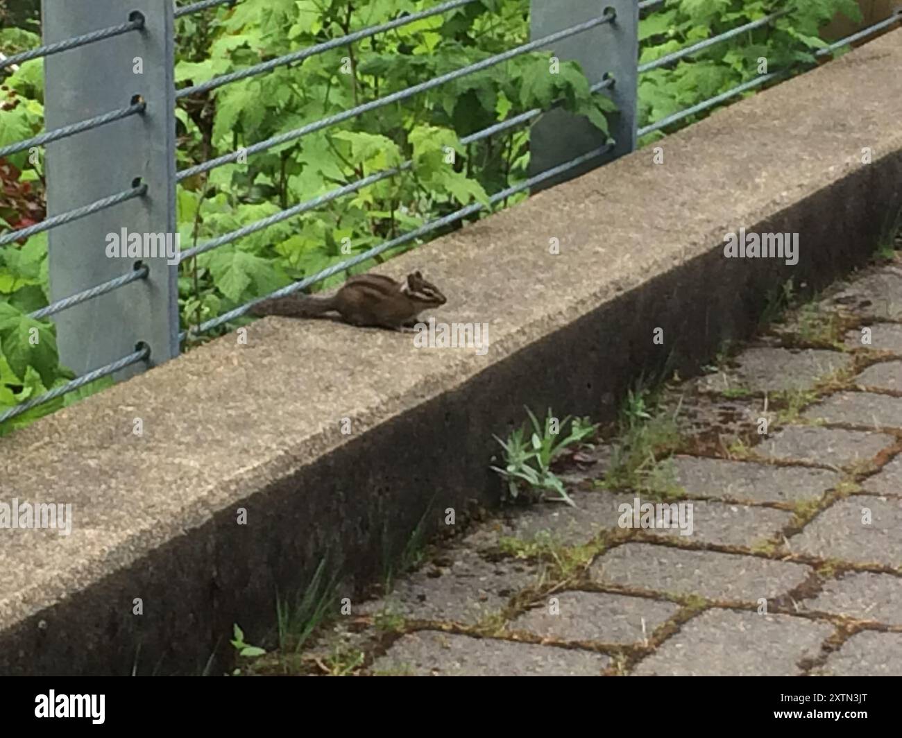 Townsend's Chipmunk (Neotamias townsendii) Mammalia Stock Photo - Alamy
