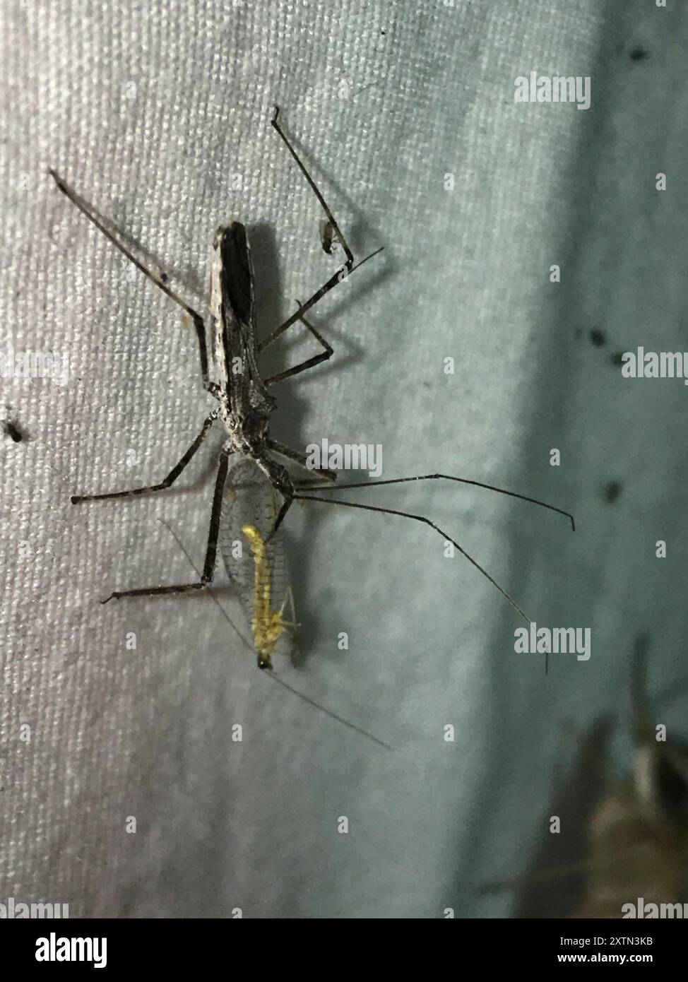 Four-spurred Assassin Bug (Zelus tetracanthus) Insecta Stock Photo - Alamy