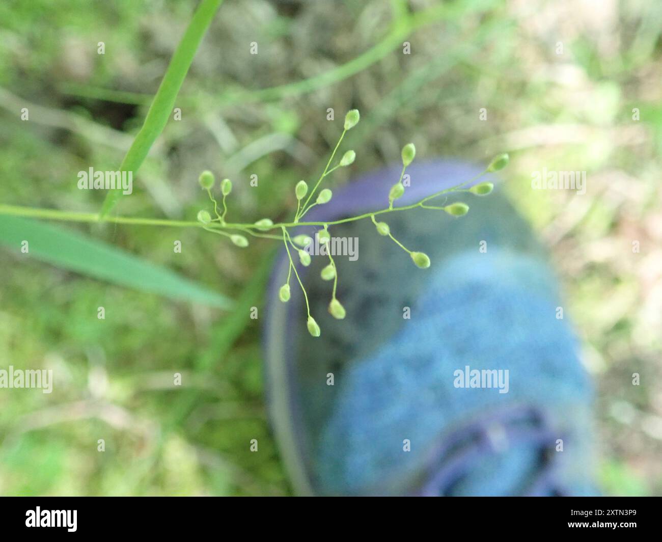 bristlegrasses, rosette grasses, barnyard grasses, and allies (Paniceae ...