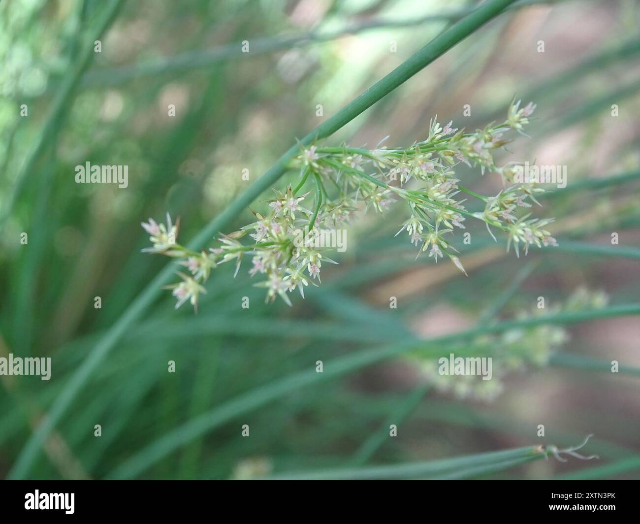 Hard Rush (Juncus inflexus) Plantae Stock Photo - Alamy