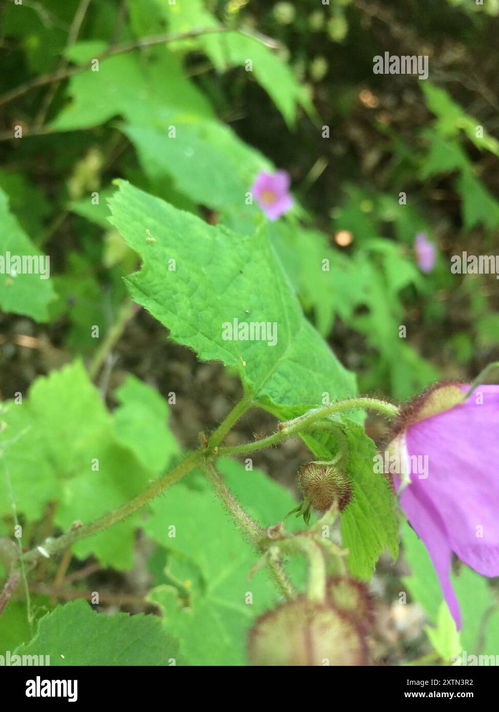 purple-flowered raspberry (Rubus odoratus) Plantae Stock Photo - Alamy