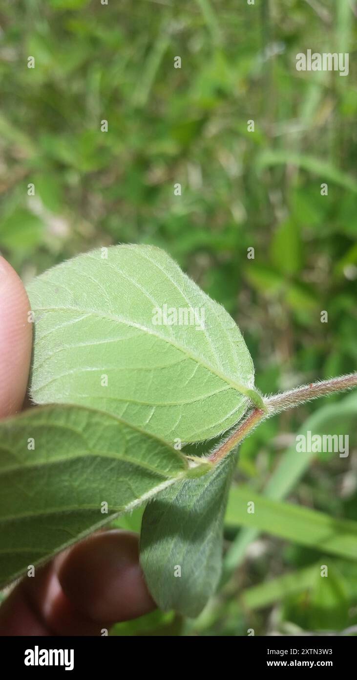 Desmodium intortum hi-res stock photography and images - Alamy