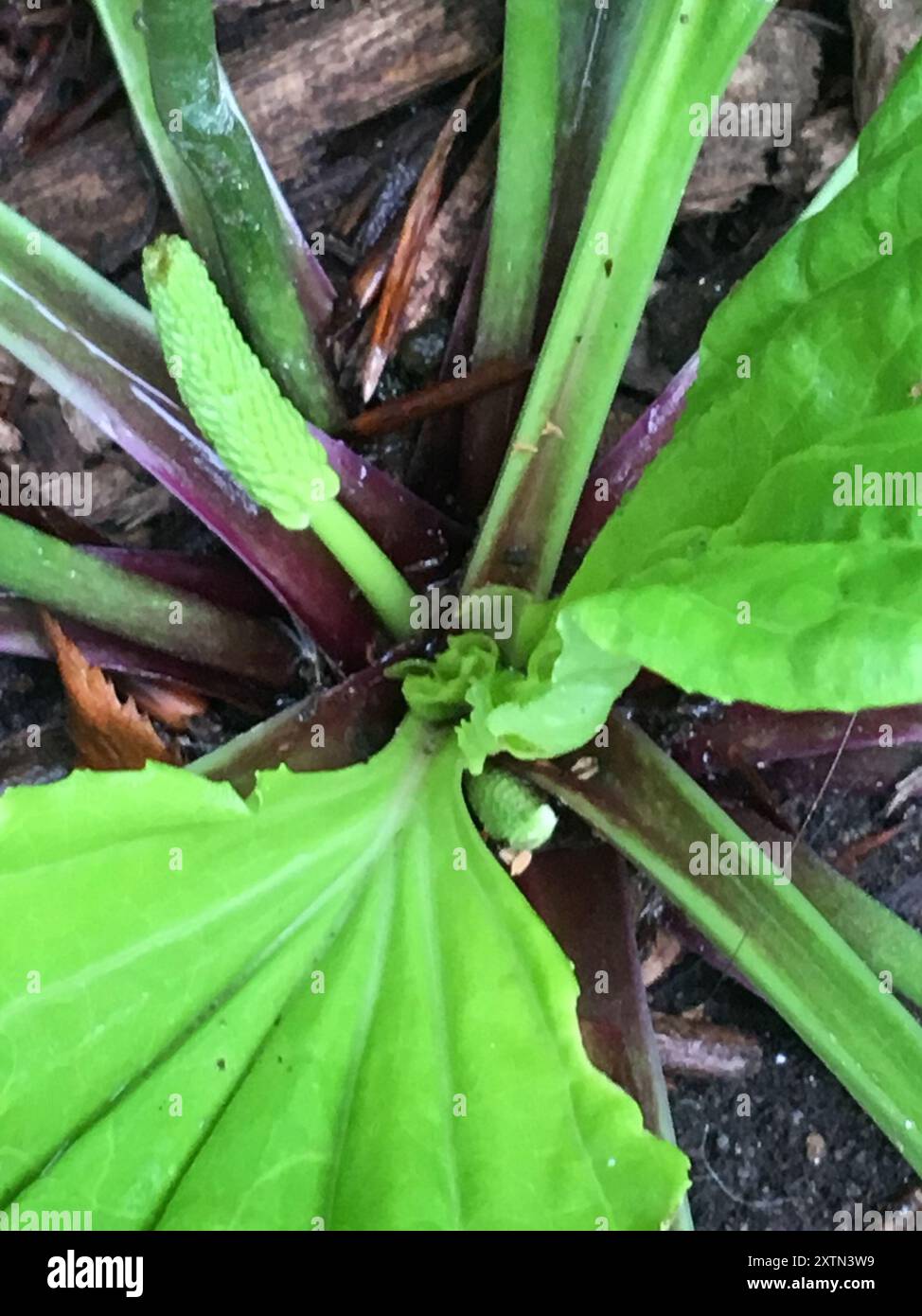 American plantain (Plantago rugelii) Plantae Stock Photo - Alamy