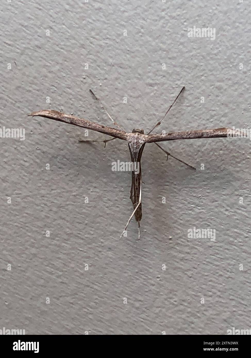 Morning-glory Plume Moth (Emmelina monodactyla) Insecta Stock Photo - Alamy