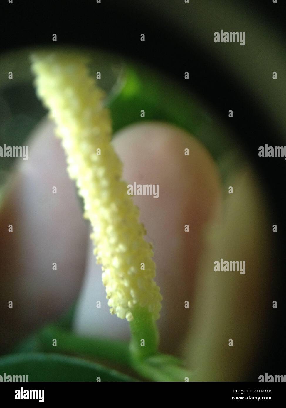 pepper plants (Piper) Plantae Stock Photo - Alamy