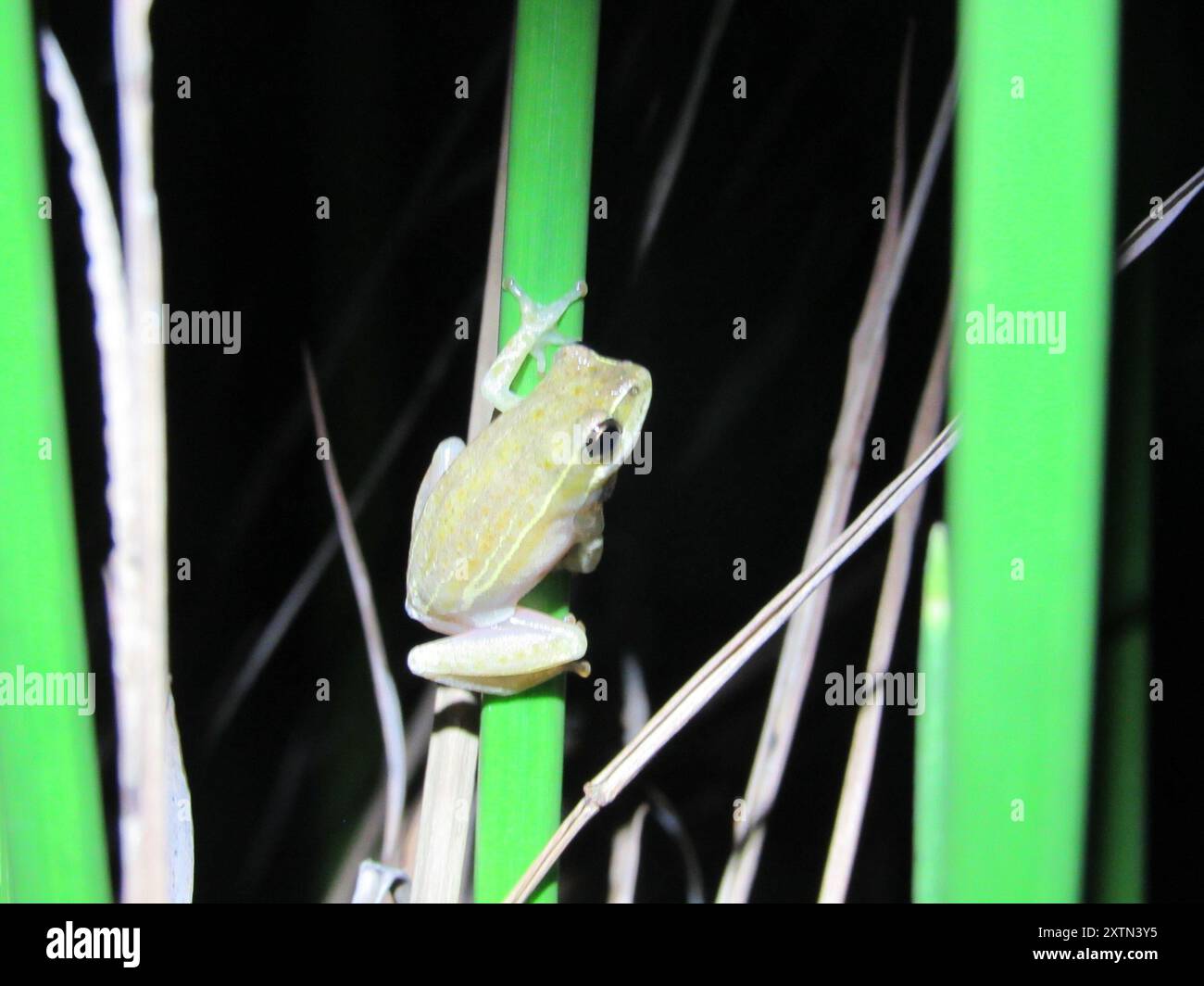 Tinker Reed Frog (Hyperolius tuberilinguis) Amphibia Stock Photo - Alamy