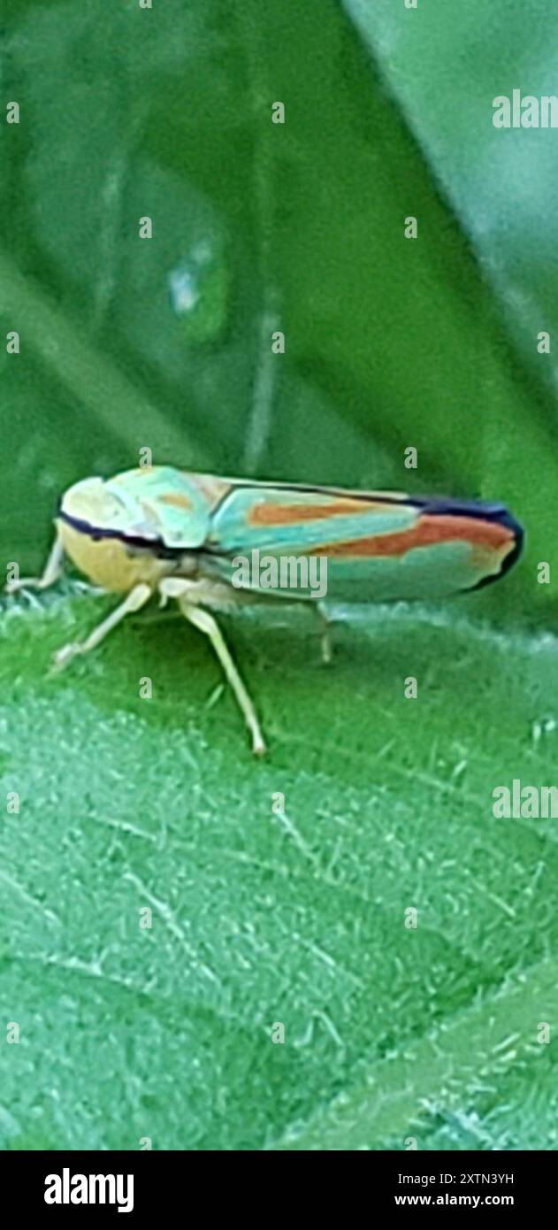 Red-banded Leafhopper (Graphocephala coccinea) Insecta Stock Photo - Alamy