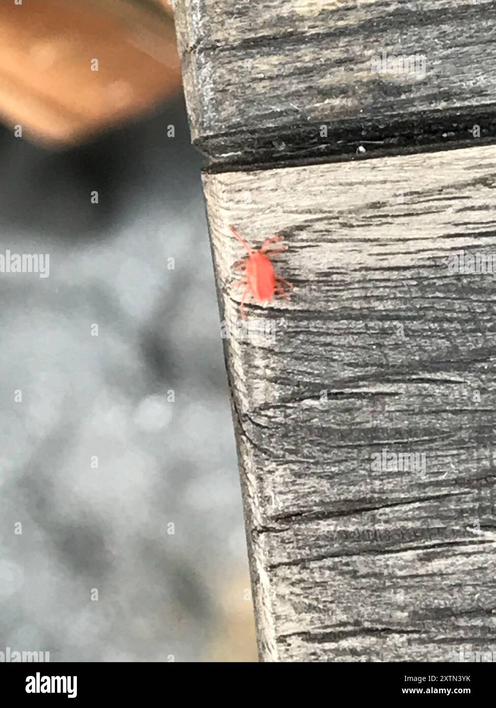 Trombidiform hi-res stock photography and images - Alamy