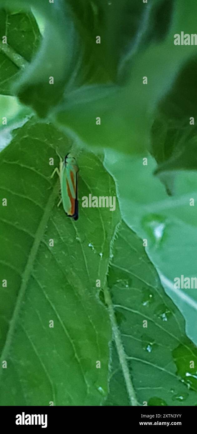 Red-banded Leafhopper (Graphocephala coccinea) Insecta Stock Photo - Alamy