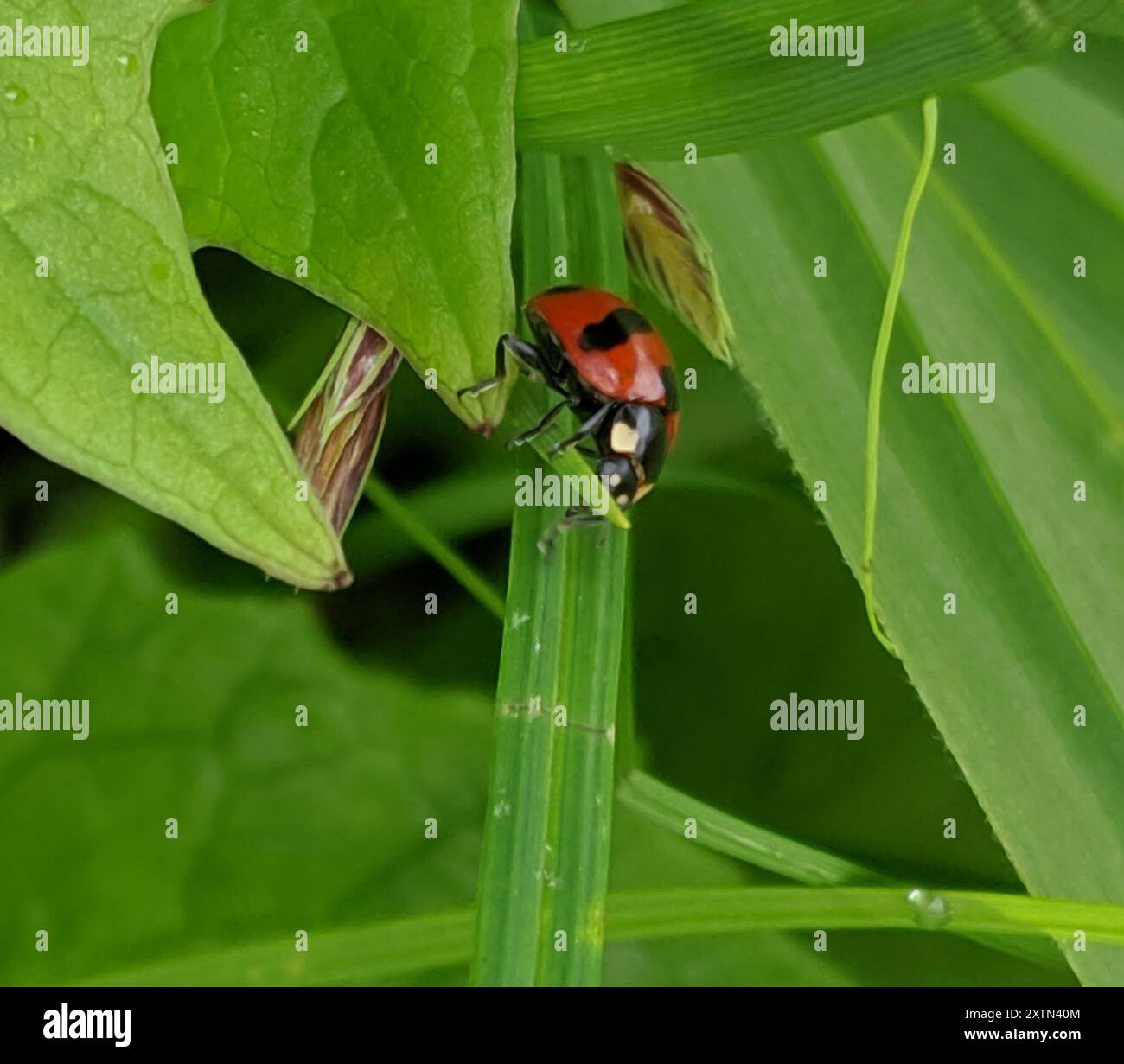 Mountain Lady Beetle (Coccinella monticola) Insecta Stock Photo - Alamy