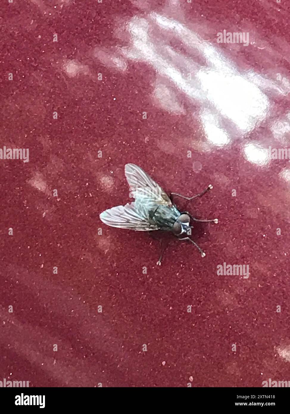 Common House Fly (Musca domestica) Insecta Stock Photo - Alamy