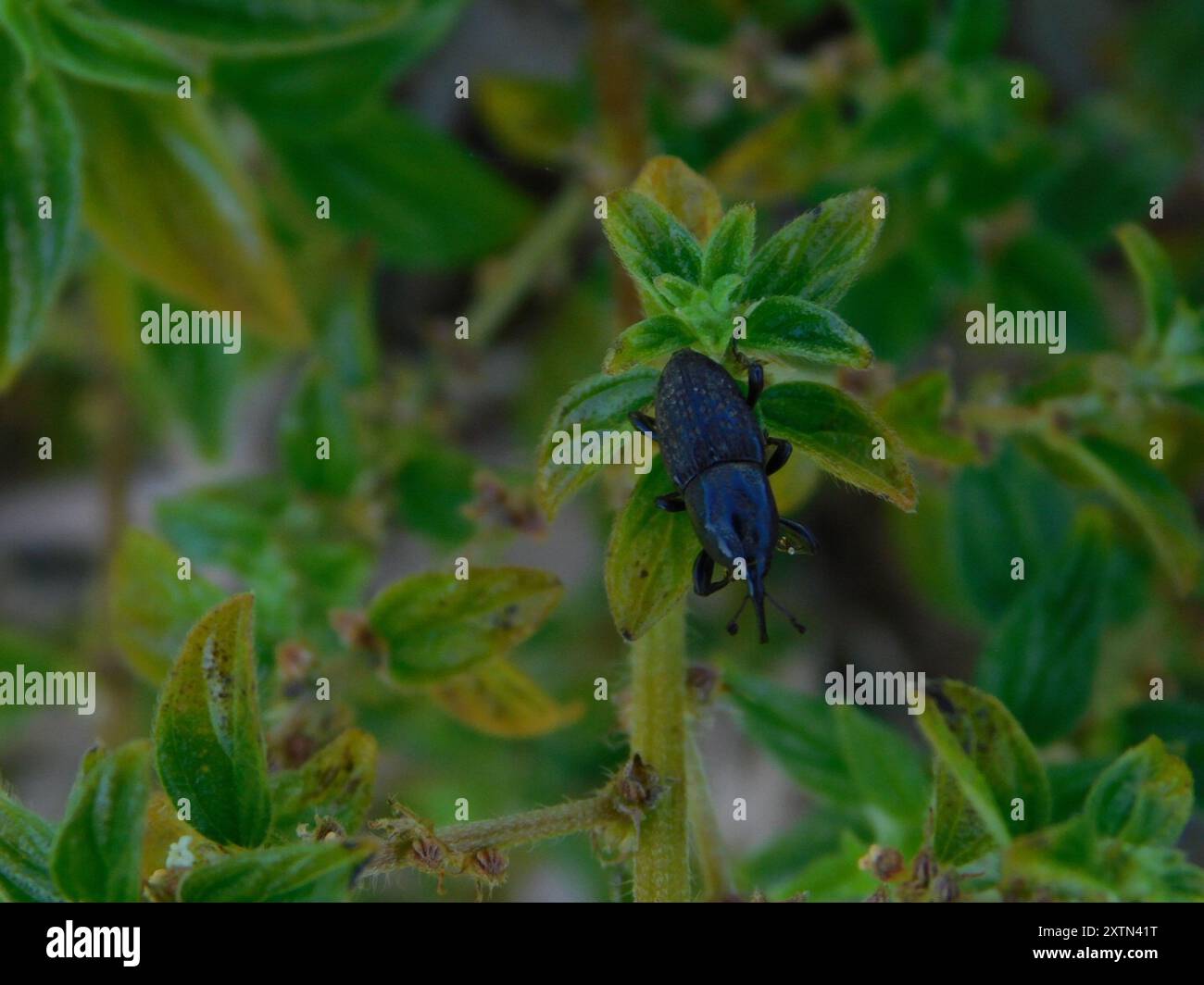 Timothy Billbug (Sphenophorus zeae) Insecta Stock Photo - Alamy