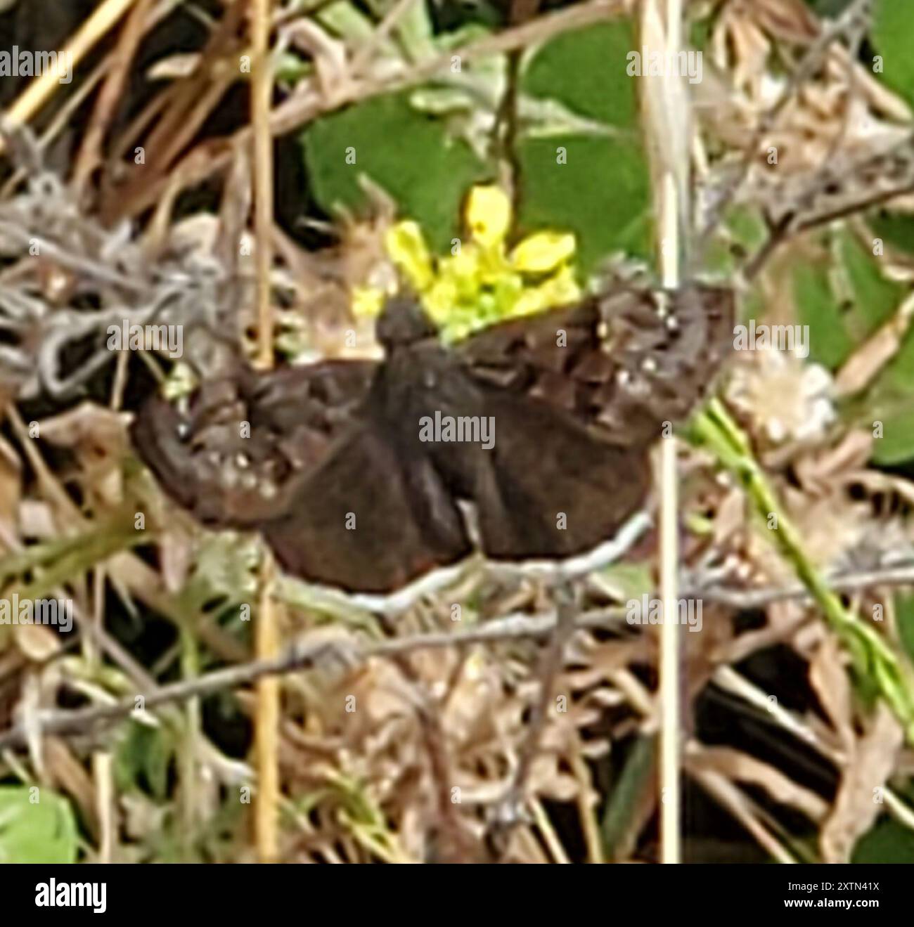 Mournful Duskywing (Erynnis tristis) Insecta Stock Photo - Alamy
