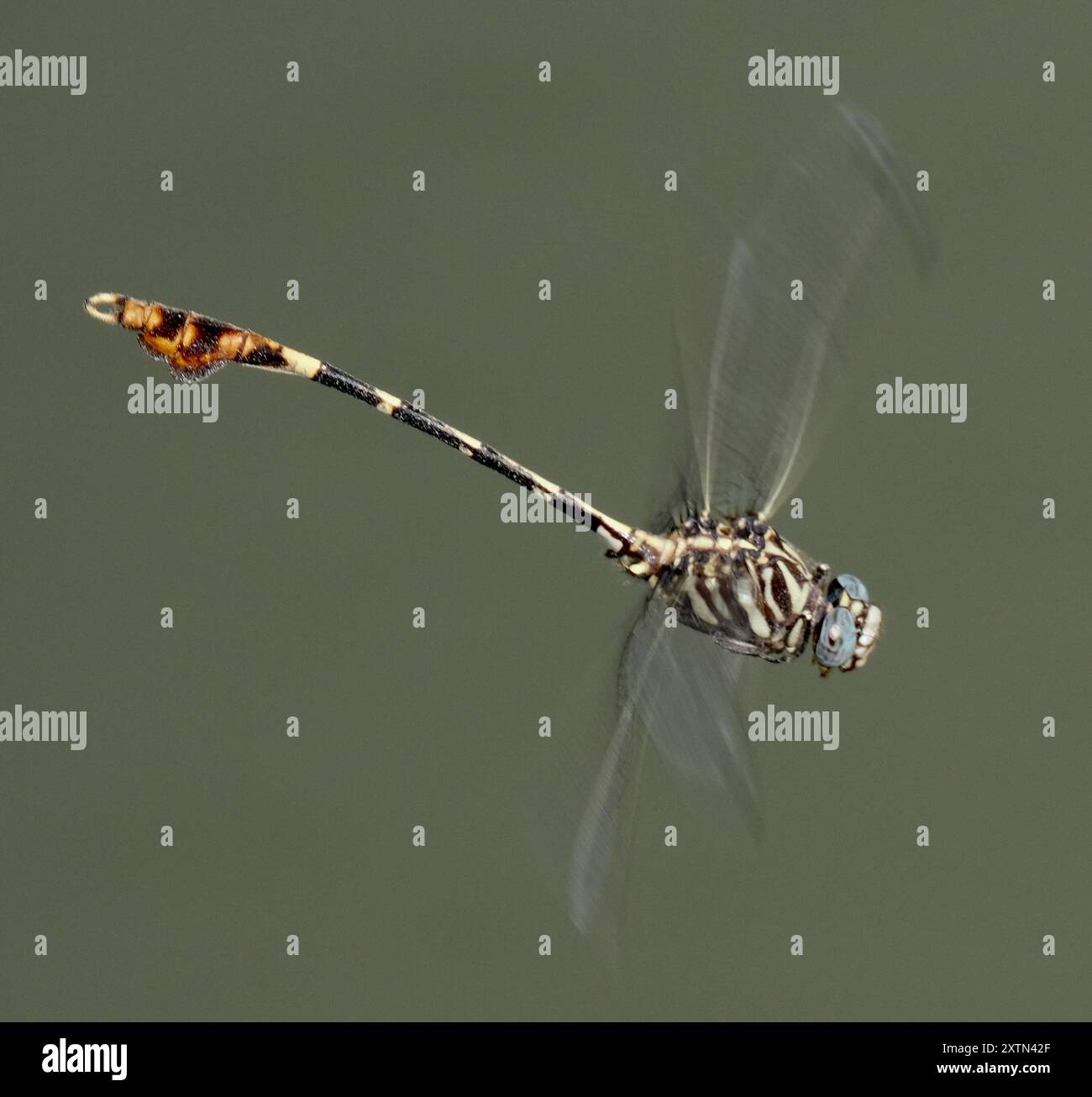 Five-striped Leaftail (Phyllogomphoides albrighti) Insecta Stock Photo ...