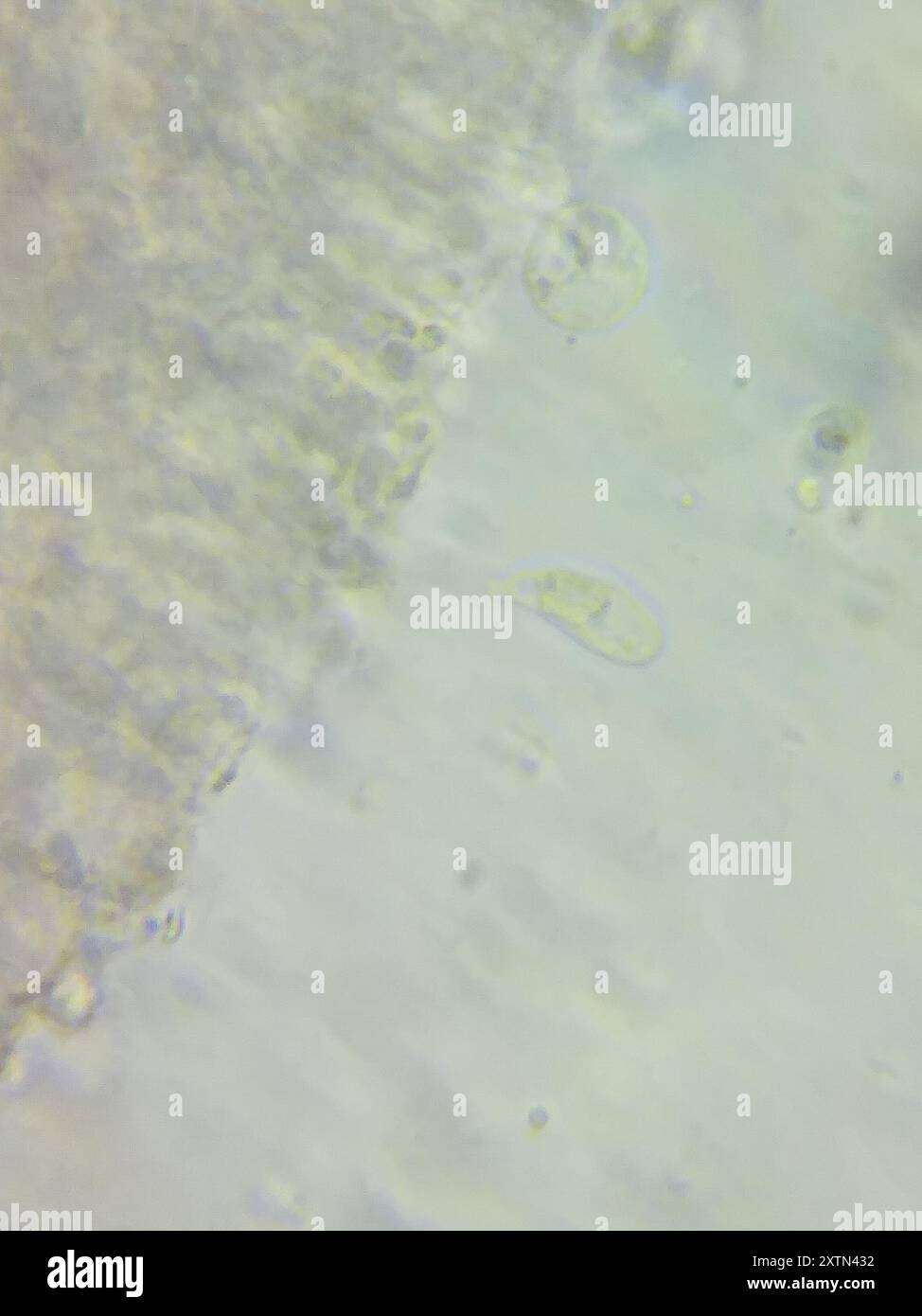 Phloeomana hi-res stock photography and images - Alamy