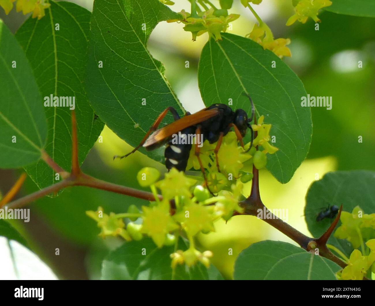 Spider Wasps (Pompilidae) Insecta Stock Photo - Alamy