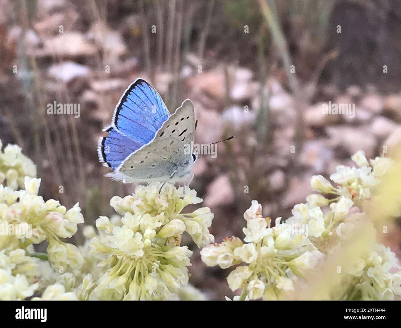 Blue Copper (Tharsalea heteronea) Insecta Stock Photo - Alamy