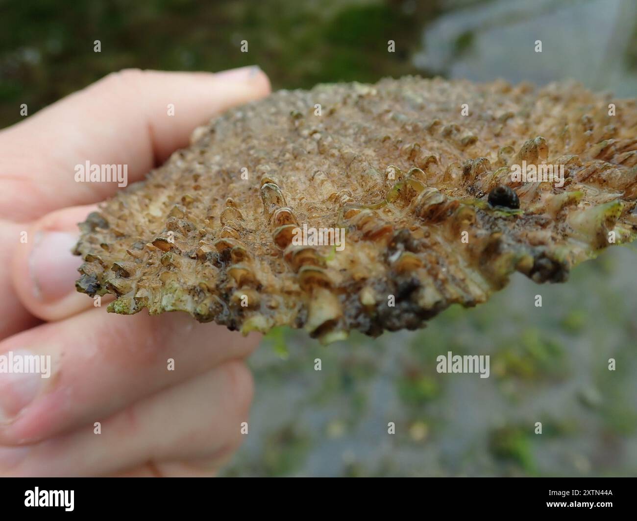 Giant Rock Scallop (Crassadoma gigantea) Mollusca Stock Photo - Alamy