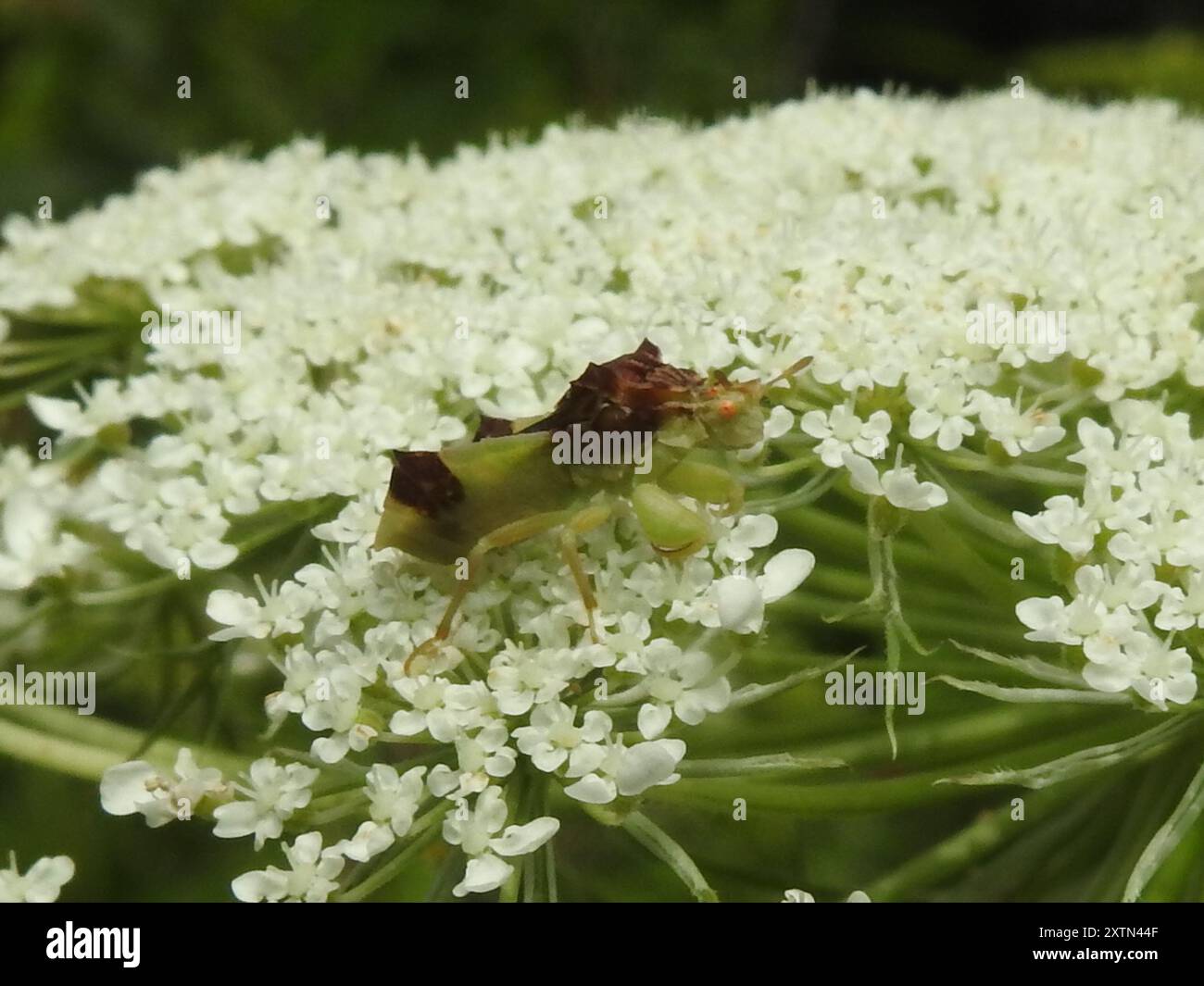 Pennsylvania Ambush Bug (Phymata pennsylvanica) Insecta Stock Photo - Alamy