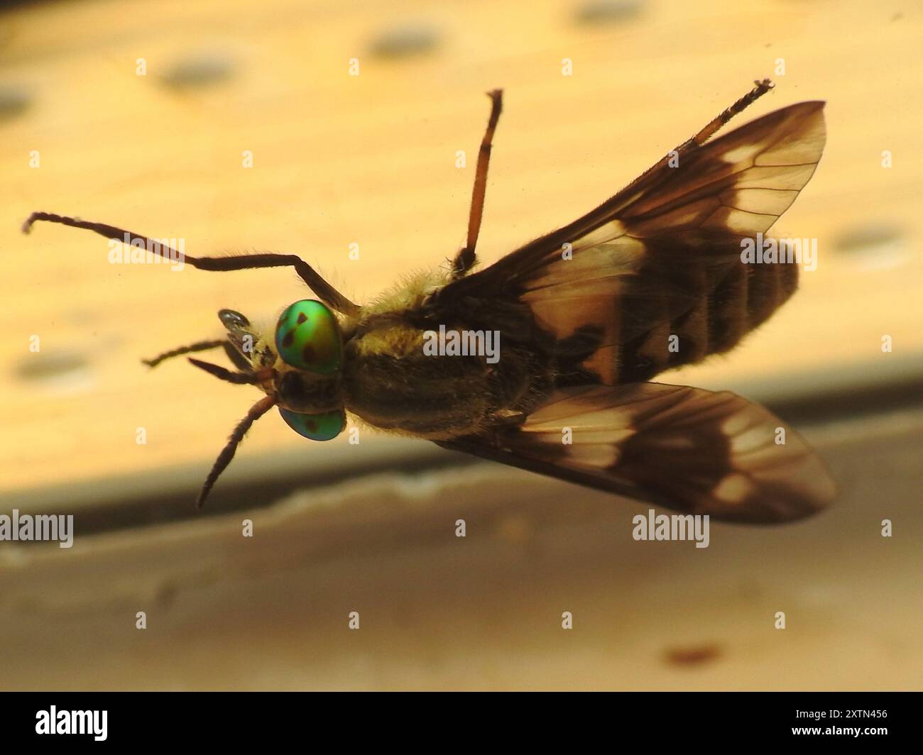 Twin-lobed Deer Fly (Chrysops relictus) Insecta Stock Photo - Alamy