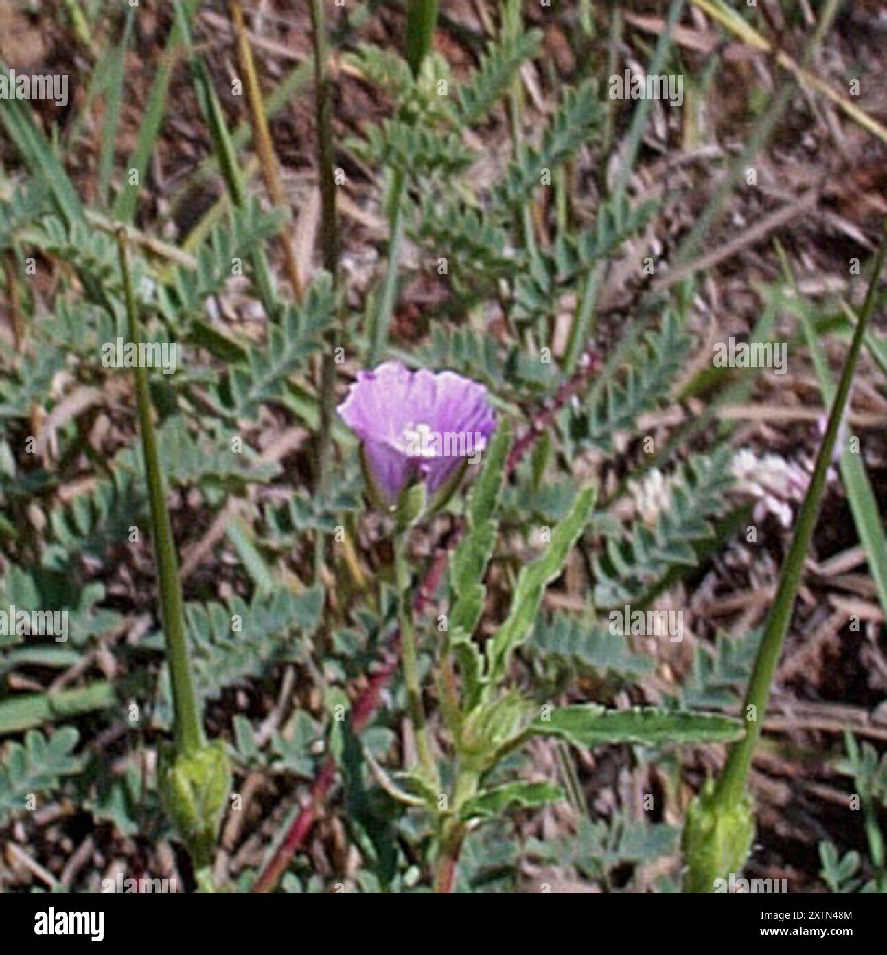 Narrow-leaved Dysentry-herb (Monsonia angustifolia) Plantae Stock Photo ...